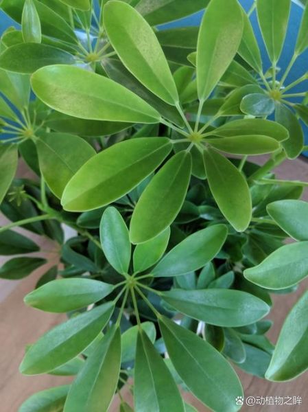 鹅掌柴是招财树吗_鹅掌柴与招财树的区别-第2张图片-山城妙识