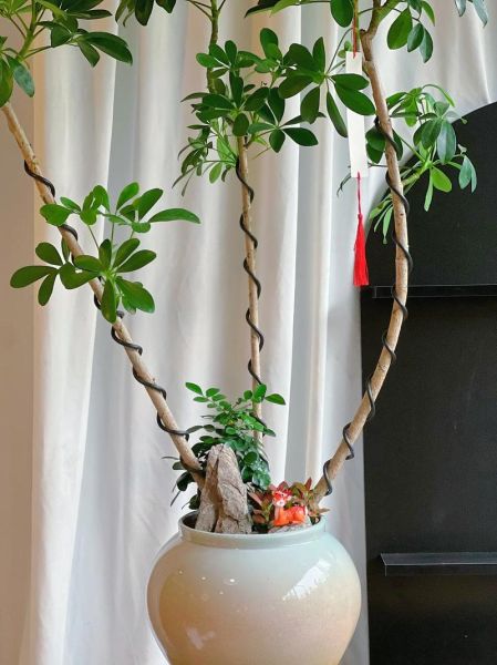 鹅掌柴是招财树吗_鹅掌柴与招财树的区别-第1张图片-山城妙识