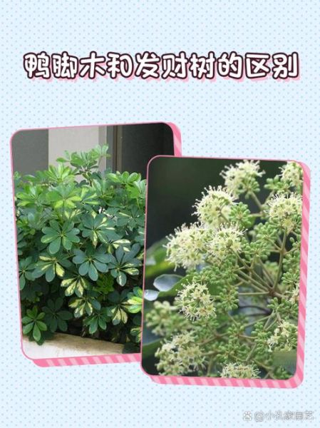 鹅掌柴是招财树吗_鹅掌柴与招财树的区别-第3张图片-山城妙识