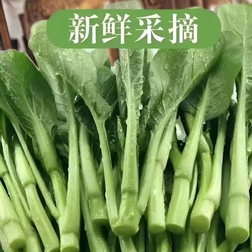 广东人吃的菜心是什么菜_菜心和芥蓝的区别-第1张图片-山城妙识