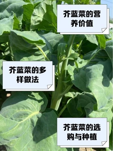 广东人吃的菜心是什么菜_菜心和芥蓝的区别-第2张图片-山城妙识