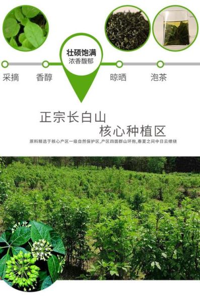刺五加叶的功效与作用_刺五加叶的禁忌人群-第3张图片-山城妙识 刺五加叶的功效与作用_刺五加叶的禁忌人群-第3张图片-山城妙识