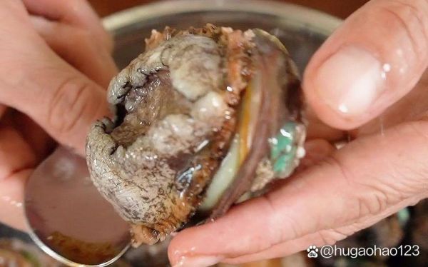 鲍鱼怎么清洗_鲍鱼清洗的正确步骤-第3张图片-山城妙识