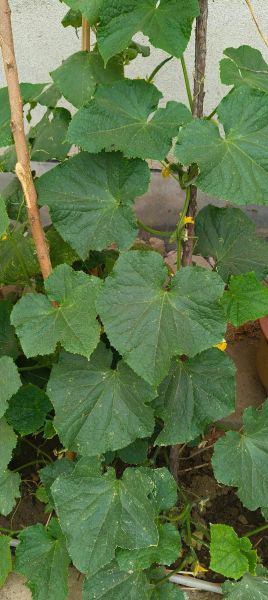 丝瓜黄瓜草莓能一起种吗_向日葵秋葵蜜桃怎么搭配-第1张图片-山城妙识