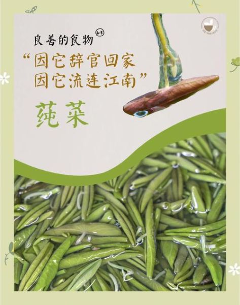 纯菜的功效与作用_纯菜怎么吃最健康-第2张图片-山城妙识