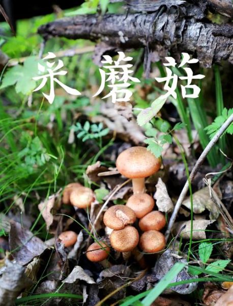 榛蘑长在什么地方_榛蘑生长环境-第1张图片-山城妙识
