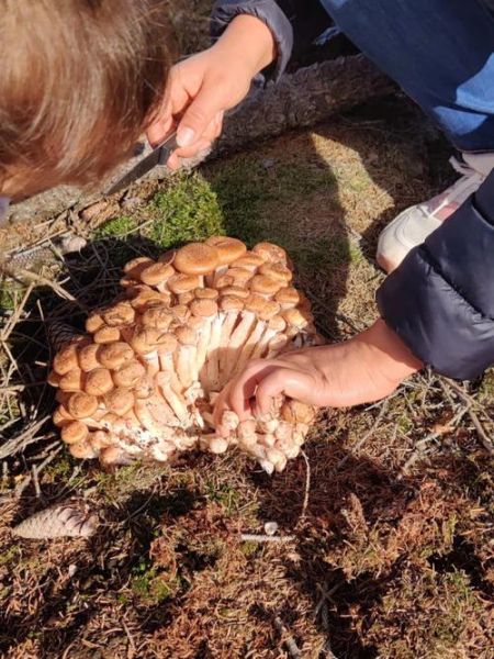榛蘑长在什么地方_榛蘑生长环境-第3张图片-山城妙识