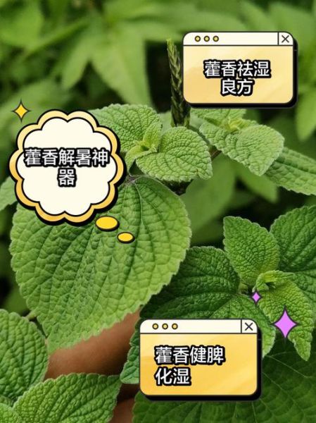 藿香叶泡水喝的功效_藿香叶泡水能天天喝吗-第1张图片-山城妙识