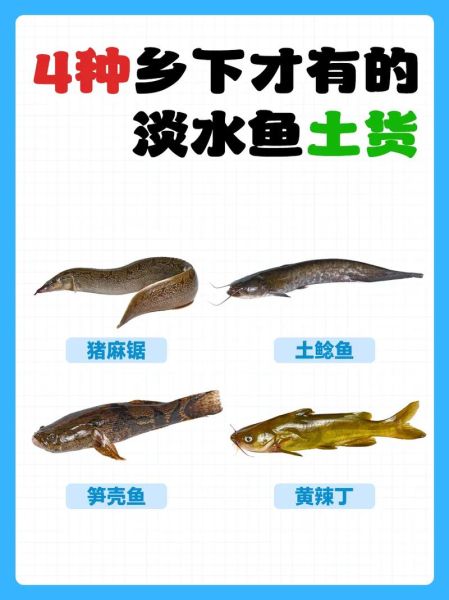 淡水名贵鱼有哪些_如何挑选正宗野生品种-第2张图片-山城妙识 淡水名贵鱼有哪些_如何挑选正宗野生品种-第2张图片-山城妙识