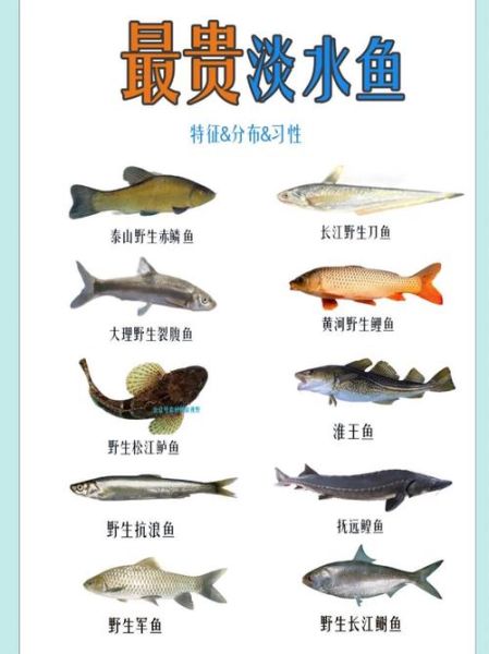 淡水名贵鱼有哪些_如何挑选正宗野生品种-第1张图片-山城妙识 淡水名贵鱼有哪些_如何挑选正宗野生品种-第1张图片-山城妙识