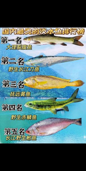 淡水名贵鱼有哪些_如何挑选正宗野生品种-第3张图片-山城妙识 淡水名贵鱼有哪些_如何挑选正宗野生品种-第3张图片-山城妙识