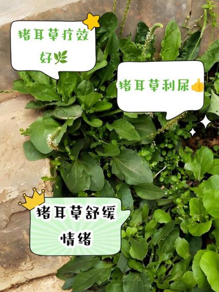 猪耳朵草能治什么病_猪耳朵草怎么泡水喝-第1张图片-山城妙识