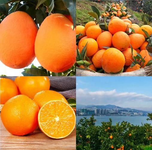 水果之王排行榜前10名_哪种水果营养价值最高-第3张图片-山城妙识