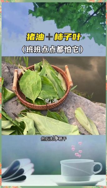 柿子叶祛斑怎么做_柿子叶祛斑真的有效吗-第1张图片-山城妙识