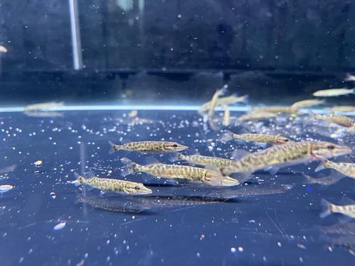 白斑狗鱼怎么做好吃_白斑狗鱼的做法大全-第1张图片-山城妙识