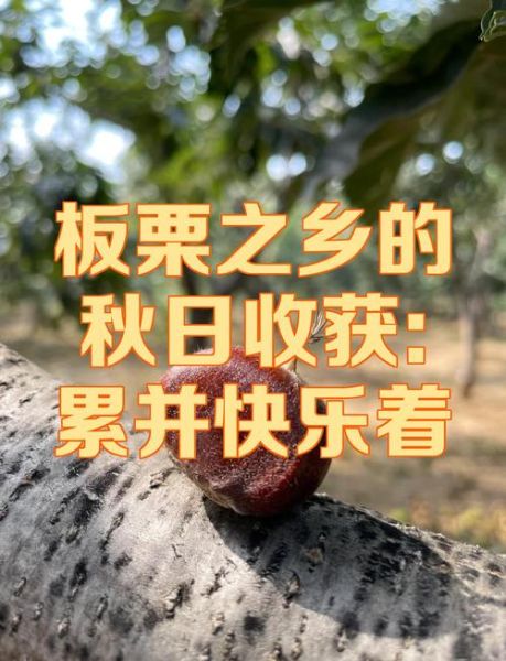 板栗的故事歌曲_歌词背后隐藏了什么-第3张图片-山城妙识