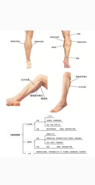 比目鱼肌发达怎么减_小腿肌肉突出如何变细-第3张图片-山城妙识