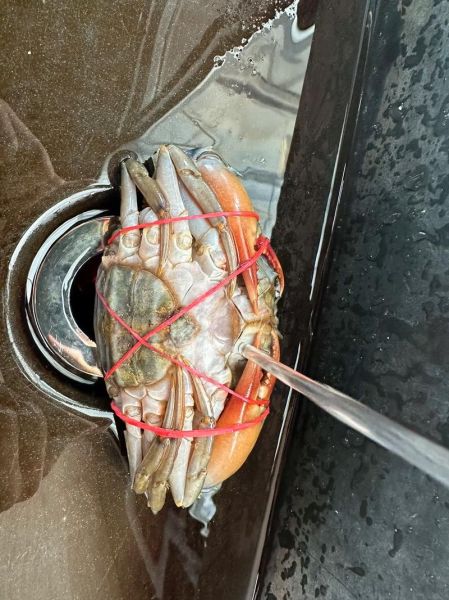 青蟹多少钱一斤_2024青蟹价格走势-第1张图片-山城妙识 青蟹多少钱一斤_2024青蟹价格走势-第1张图片-山城妙识