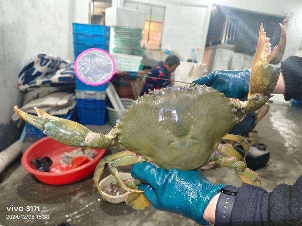 青蟹多少钱一斤_2024青蟹价格走势-第2张图片-山城妙识 青蟹多少钱一斤_2024青蟹价格走势-第2张图片-山城妙识