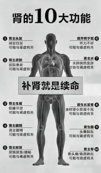 中医补肾壮阳的最佳方法_如何科学调理肾虚-第2张图片-山城妙识 中医补肾壮阳的最佳方法_如何科学调理肾虚-第2张图片-山城妙识