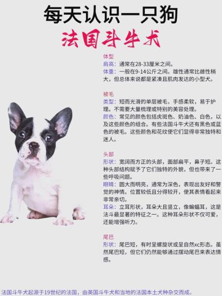 法国斗牛犬好养吗_适合新手吗-第1张图片-山城妙识 法国斗牛犬好养吗_适合新手吗-第1张图片-山城妙识