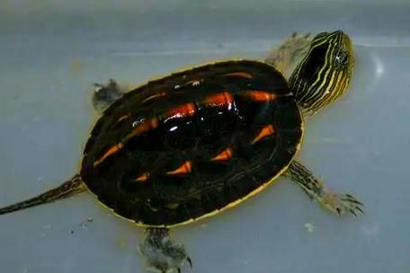 珍珠龟怎么养_珍珠龟能长多大-第3张图片-山城妙识 珍珠龟怎么养_珍珠龟能长多大-第3张图片-山城妙识