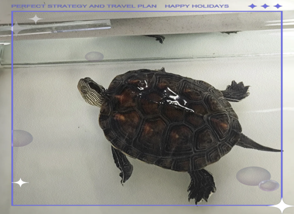 珍珠龟怎么养_珍珠龟能长多大-第1张图片-山城妙识 珍珠龟怎么养_珍珠龟能长多大-第1张图片-山城妙识