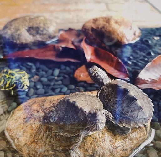 珍珠龟怎么养_珍珠龟能长多大-第2张图片-山城妙识 珍珠龟怎么养_珍珠龟能长多大-第2张图片-山城妙识