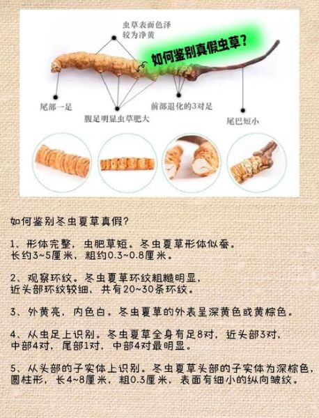 虫草作用与功效_虫草禁忌有哪些-第2张图片-山城妙识