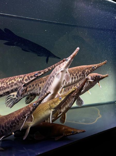 鳄雀鳝长什么样_鳄雀鳝图片怎么分辨真假-第1张图片-山城妙识