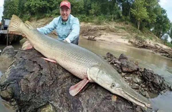 鳄雀鳝长什么样_鳄雀鳝图片怎么分辨真假-第2张图片-山城妙识