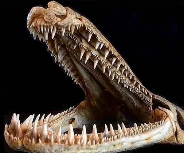 鳄雀鳝长什么样_鳄雀鳝图片怎么分辨真假-第3张图片-山城妙识