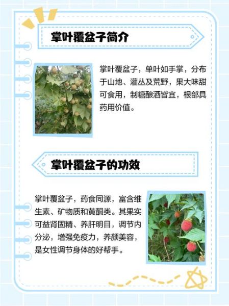 掌叶覆盆子功效与作用_掌叶覆盆子怎么种植-第1张图片-山城妙识 掌叶覆盆子功效与作用_掌叶覆盆子怎么种植-第1张图片-山城妙识