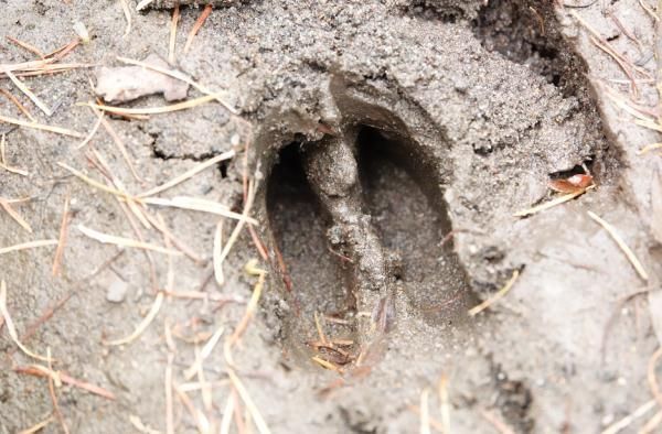 獐子长什么样_獐子与狍子区别-第3张图片-山城妙识 獐子长什么样_獐子与狍子区别-第3张图片-山城妙识