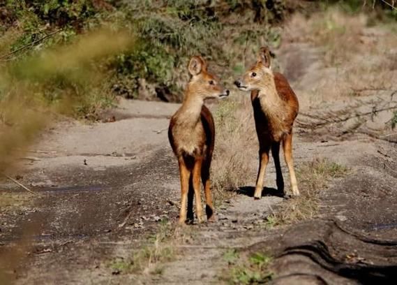 獐子长什么样_獐子与狍子区别-第2张图片-山城妙识 獐子长什么样_獐子与狍子区别-第2张图片-山城妙识