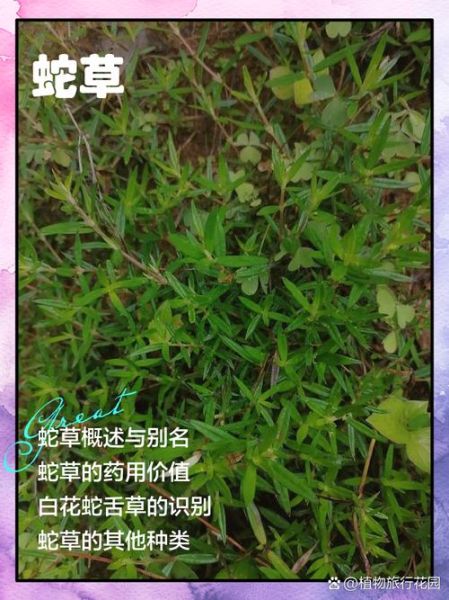 蛇舌草的功效与作用_蛇舌草怎么吃最好-第2张图片-山城妙识