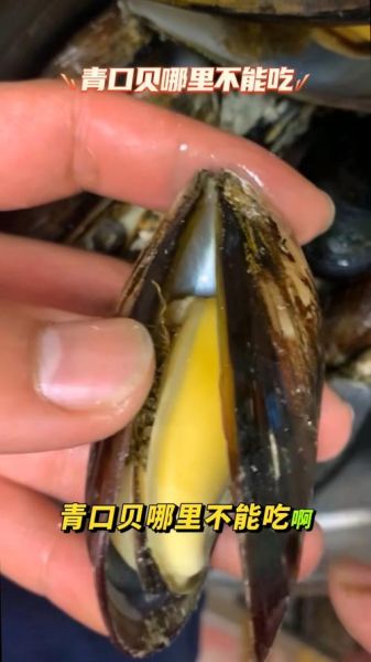 女人吃海虹好尴尬_海虹吃了会胖吗-第3张图片-山城妙识 女人吃海虹好尴尬_海虹吃了会胖吗-第3张图片-山城妙识