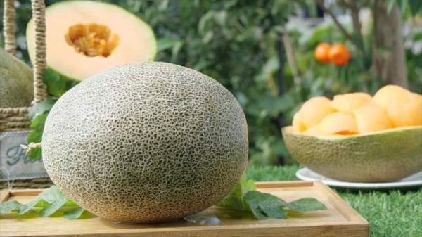 哈密瓜视频怎么下载_哈密瓜视频会员值得开吗-第2张图片-山城妙识