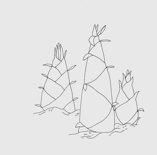 春笋简笔画怎么画_春笋图片大全简笔画-第2张图片-山城妙识
