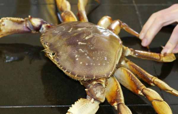 螃蟹有几条腿_螃蟹几条腿才是正常-第2张图片-山城妙识