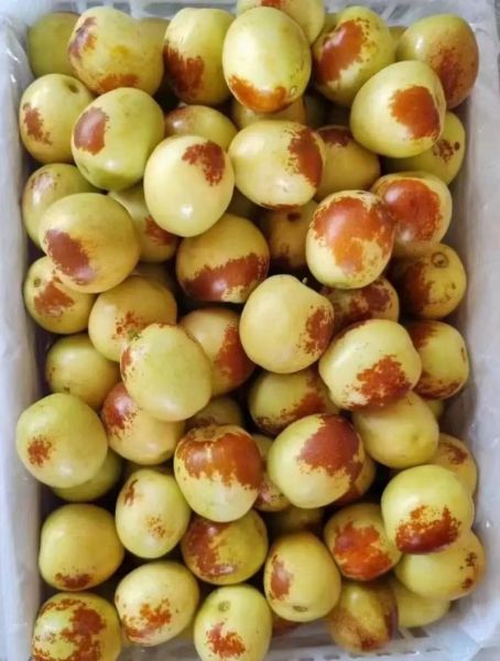 冬枣图片高清_如何挑选优质冬枣-第1张图片-山城妙识