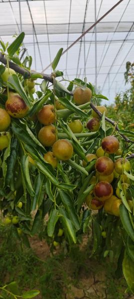 冬枣图片高清_如何挑选优质冬枣-第3张图片-山城妙识