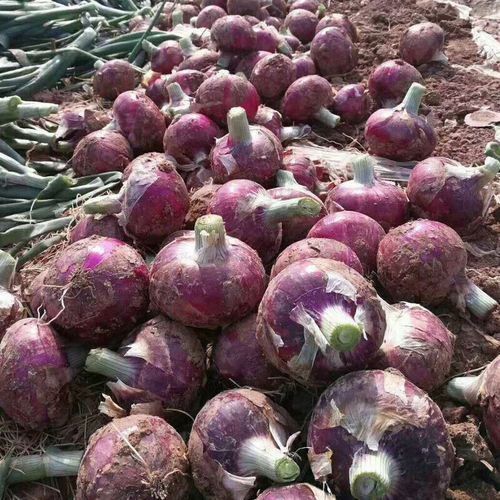 洋葱头官网怎么下载_洋葱头官网打不开怎么办-第1张图片-山城妙识