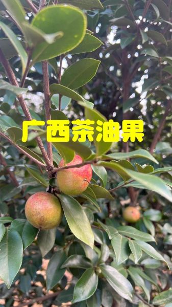 2021油茶果多少钱一斤_油茶果价格行情-第1张图片-山城妙识
