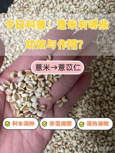 吃薏米导致流产的几率有多大_孕妇能吃薏米吗-第1张图片-山城妙识