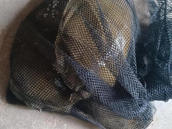 3000只甲鱼成本_养甲鱼需要多少钱-第1张图片-山城妙识 3000只甲鱼成本_养甲鱼需要多少钱-第1张图片-山城妙识