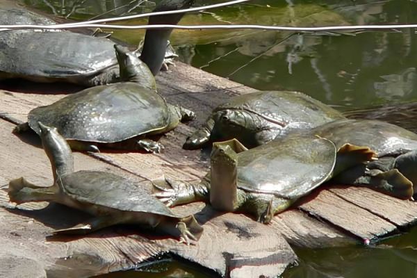 3000只甲鱼成本_养甲鱼需要多少钱-第2张图片-山城妙识 3000只甲鱼成本_养甲鱼需要多少钱-第2张图片-山城妙识