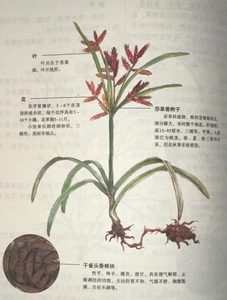 香附的功效与作用_香附能治哪些病-第1张图片-山城妙识