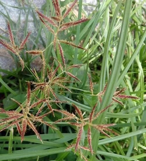 香附的功效与作用_香附能治哪些病-第2张图片-山城妙识