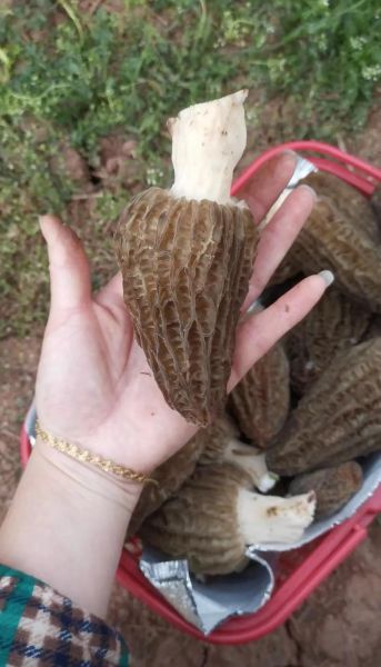 羊肚菌多少钱一斤2020_价格走势与影响因素-第1张图片-山城妙识